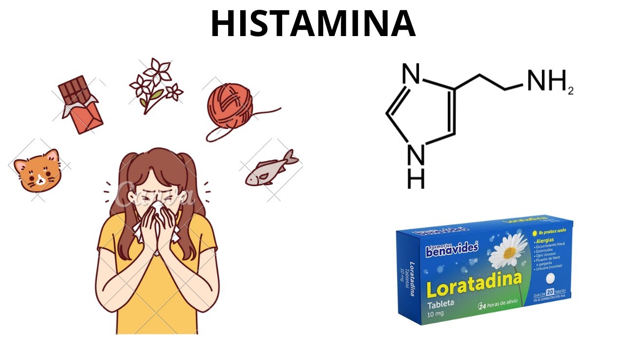 HISTAMINA (Neurotransmisor) (Sïntesis, receptores y farmacología) - YouTube