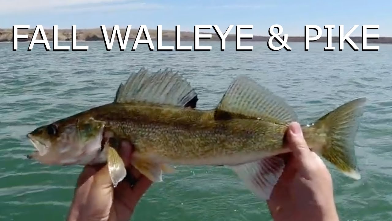 Fall Walleye and Pike From A Float Tube - YouTube