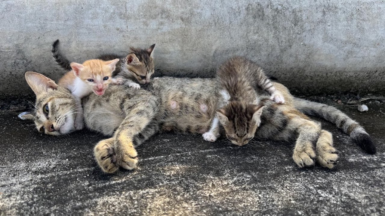 Heartbreaking Rescue: Severely Wounded Kittens Saved After Tragic ...