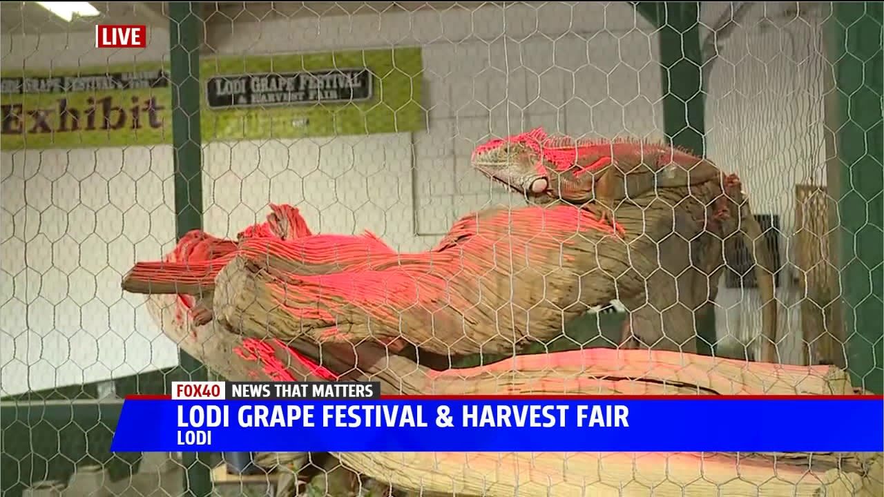 Lodi Grape Festival and Harvest Fair Part 2 - YouTube