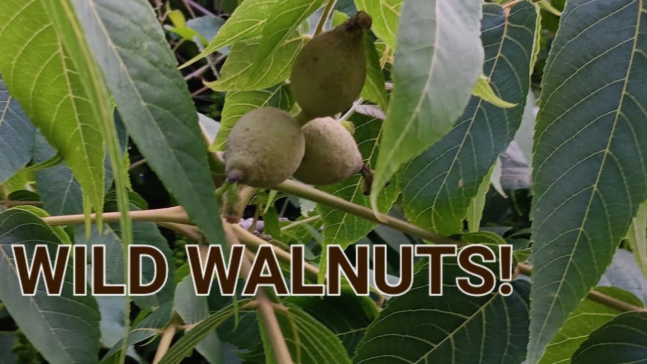 wild black walnut tree *spotted* at playground - YouTube