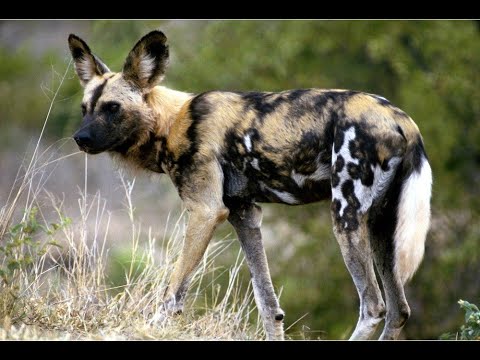 Amazing Information About African Wild Dog / African Wolf / Amazing ...