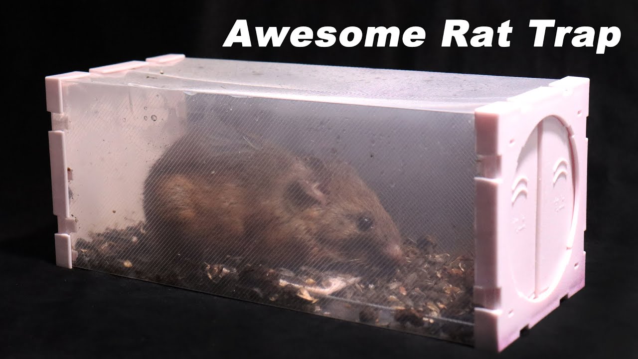 This Plastic Origami Rat Trap Is Awesome. Catching A Huge Pack Rat ...