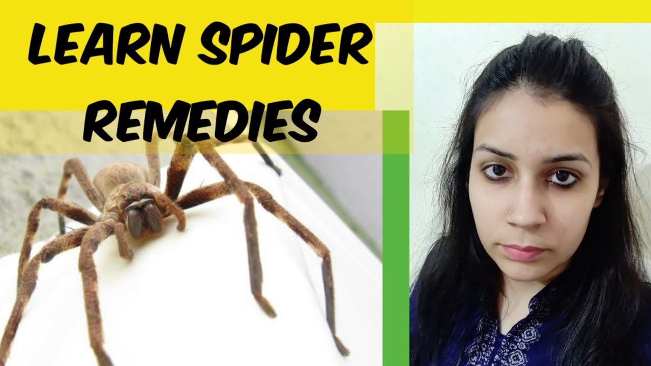 Spider Remedies??? What ? Homeopathic remedies - YouTube