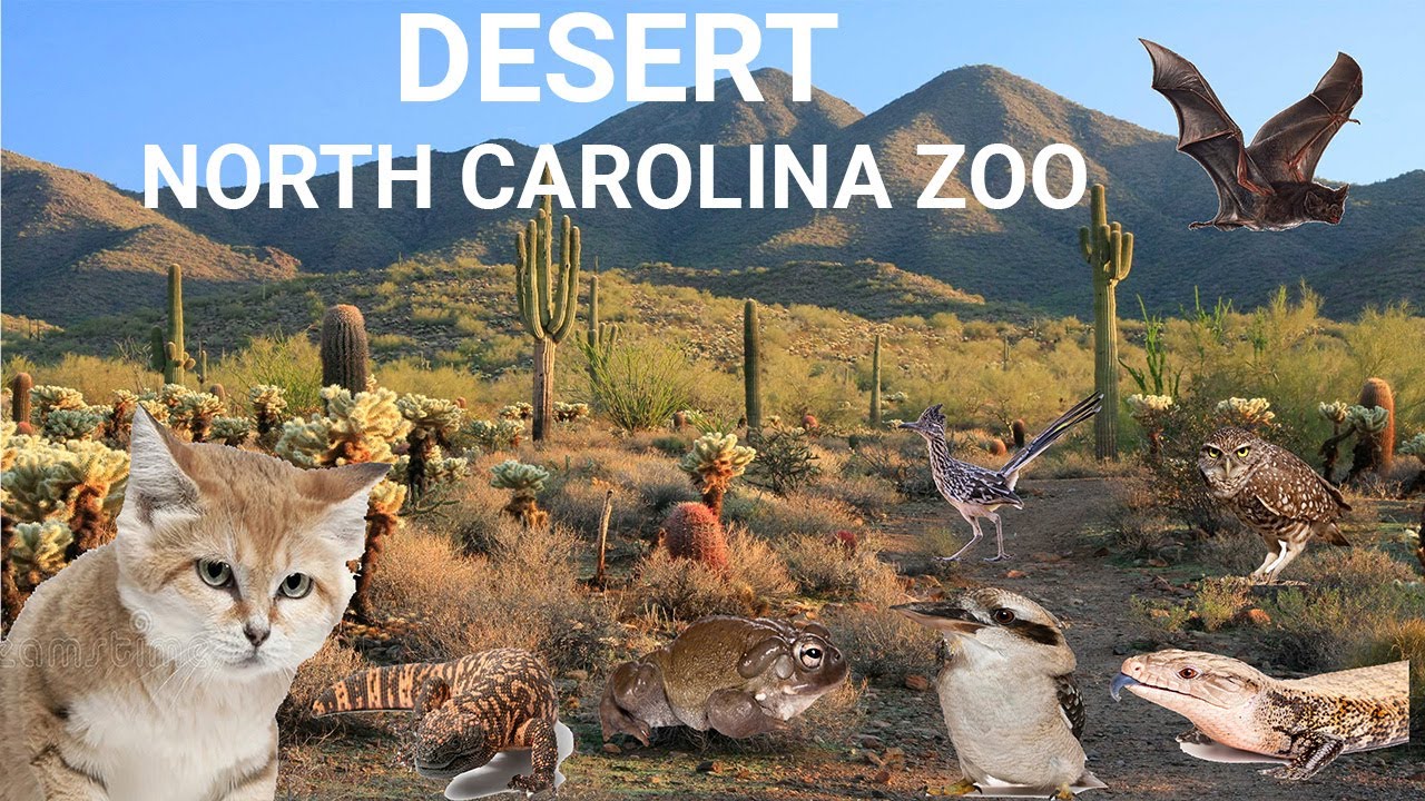 Uncaged Zoo Tours: Desert at the North Carolina Zoo #zootours - YouTube