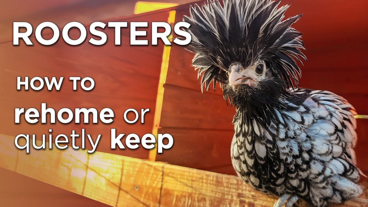 Accidental Rooster: What to do | How to rehome | How to keep quietly ...