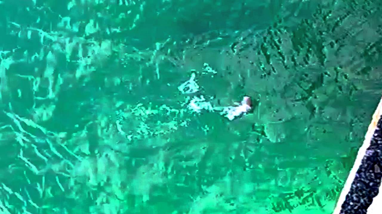 Goliath Grouper attacks shark - YouTube