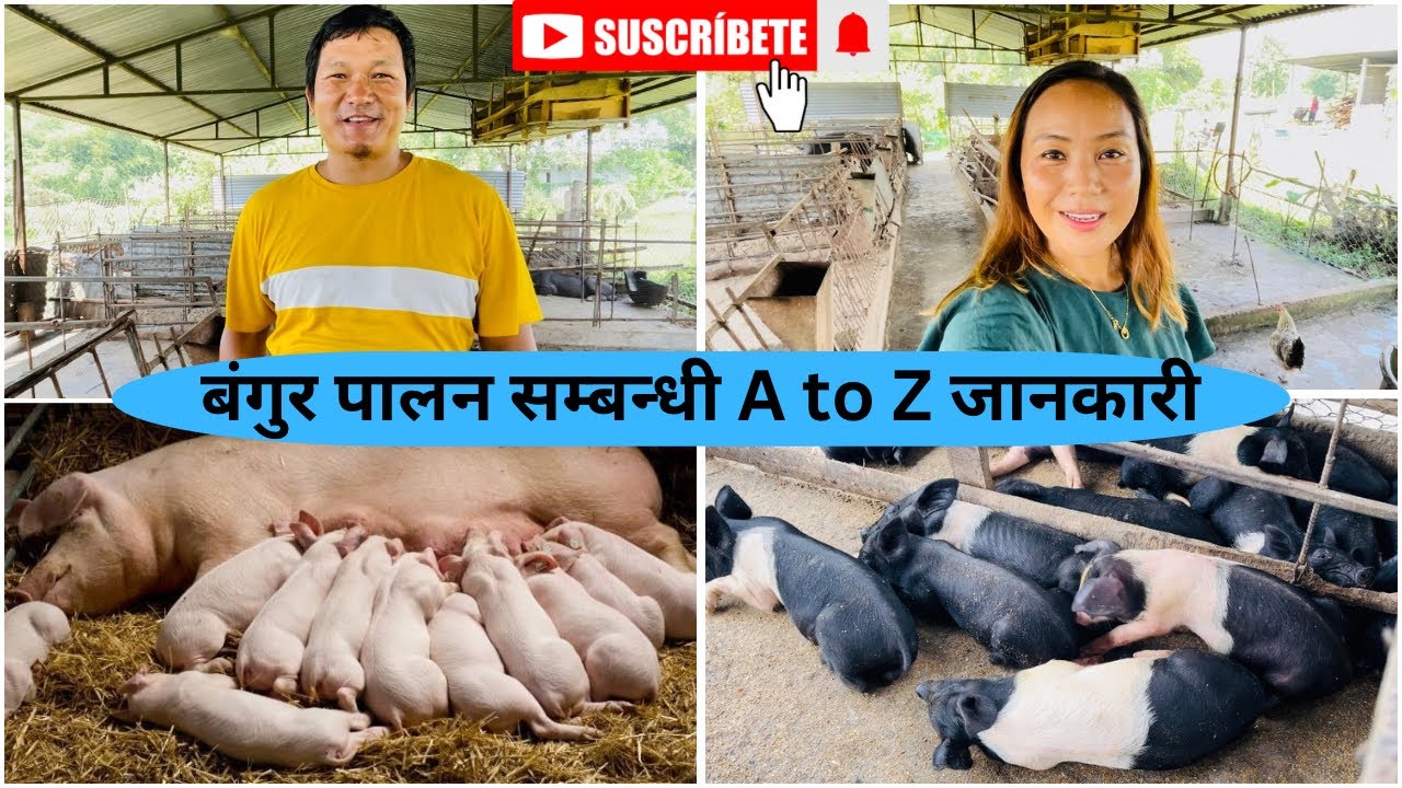 बंगुर पालन सम्बन्धी सम्पुर्न जानकारी🐖 व्यावसायीक बंगुर पालनॅमा फाइदा ...