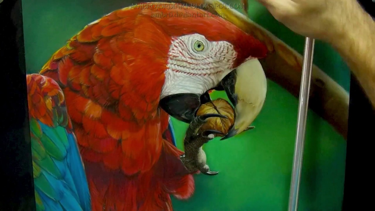 Scarlet Macaw Drawing