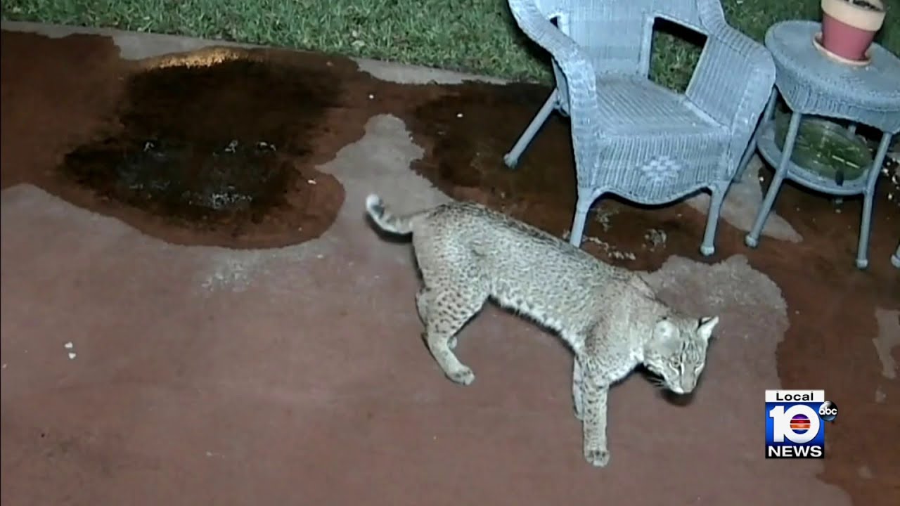 CAUGHT ON CAMERA: Wild bobcat appears in backyard of Broward home - YouTube