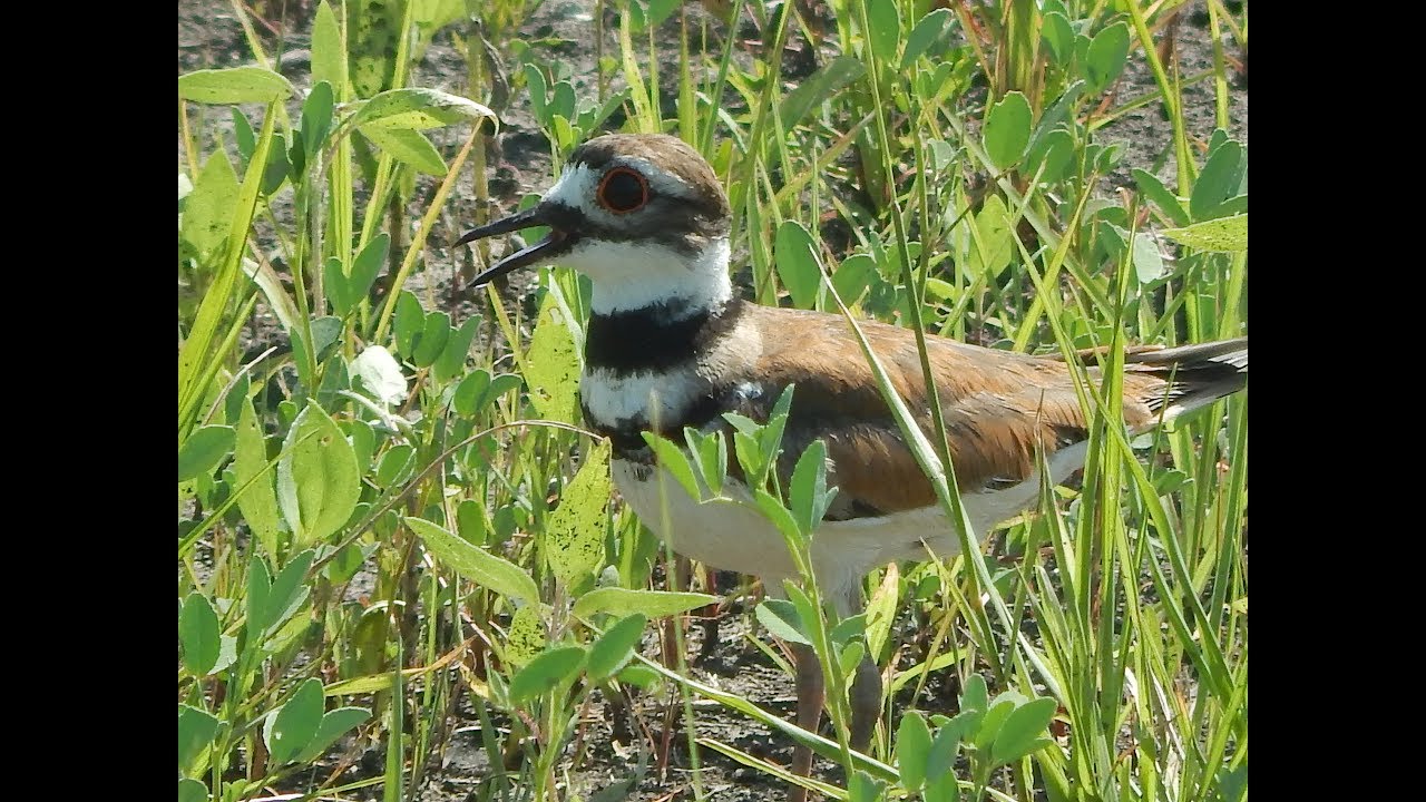 Killdeer Calling in its Spring Territory - YouTube