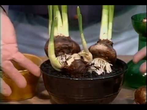 How to care for Paperwhites - Gardening In America - YouTube