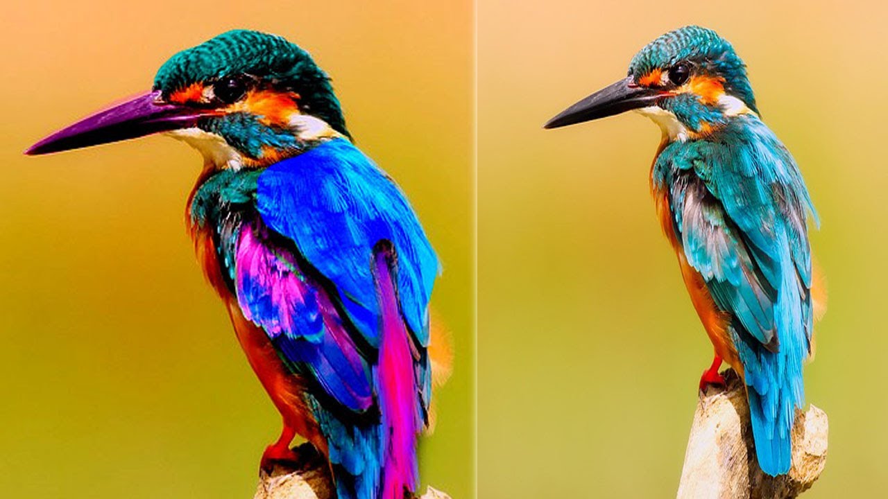 Color the bird image - YouTube