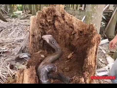 Cobra Snakes in a Tree so many King cobra - YouTube