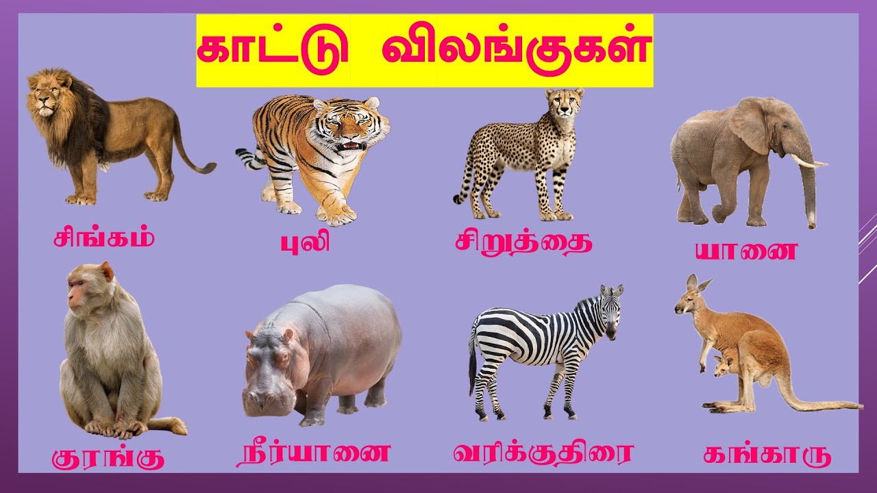 காட்டு விலங்குகள் | Kattu vilangugal | Adipadai Tamil | Wild Animal ...