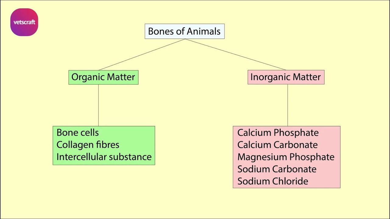 Composition of the Bones in Animals | Vetscraft | Veterinary Anatomy ...