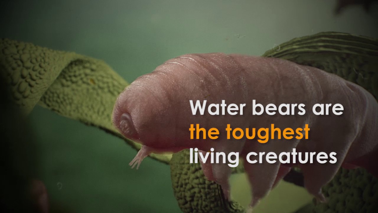 Understanding tardigrades: the soil micro-beasts - YouTube