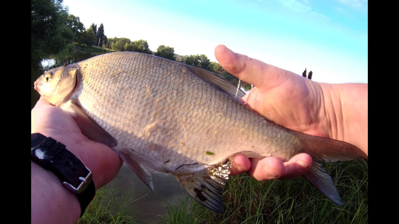 Мормышинг. DAYO HITMAN. GAMMARUS NANO JIG. - YouTube