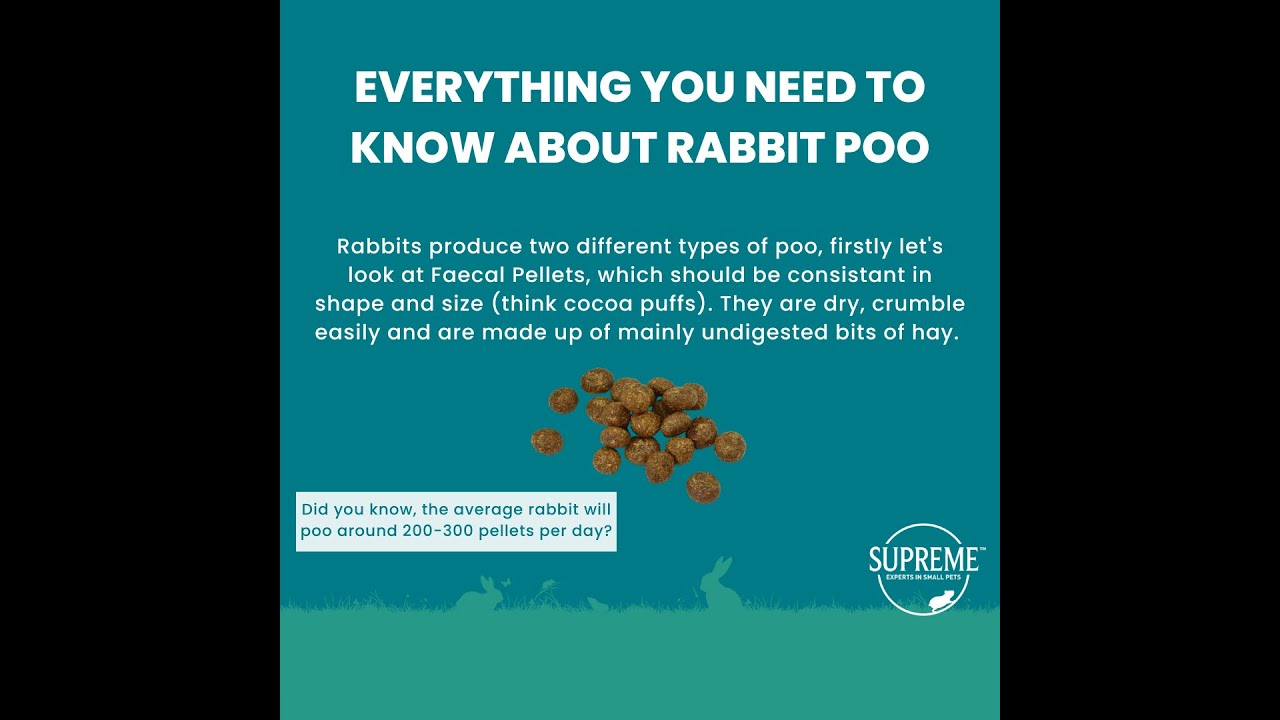 All You Need to Know About Rabbit Poo | Caecotrophs | Pet Health ...