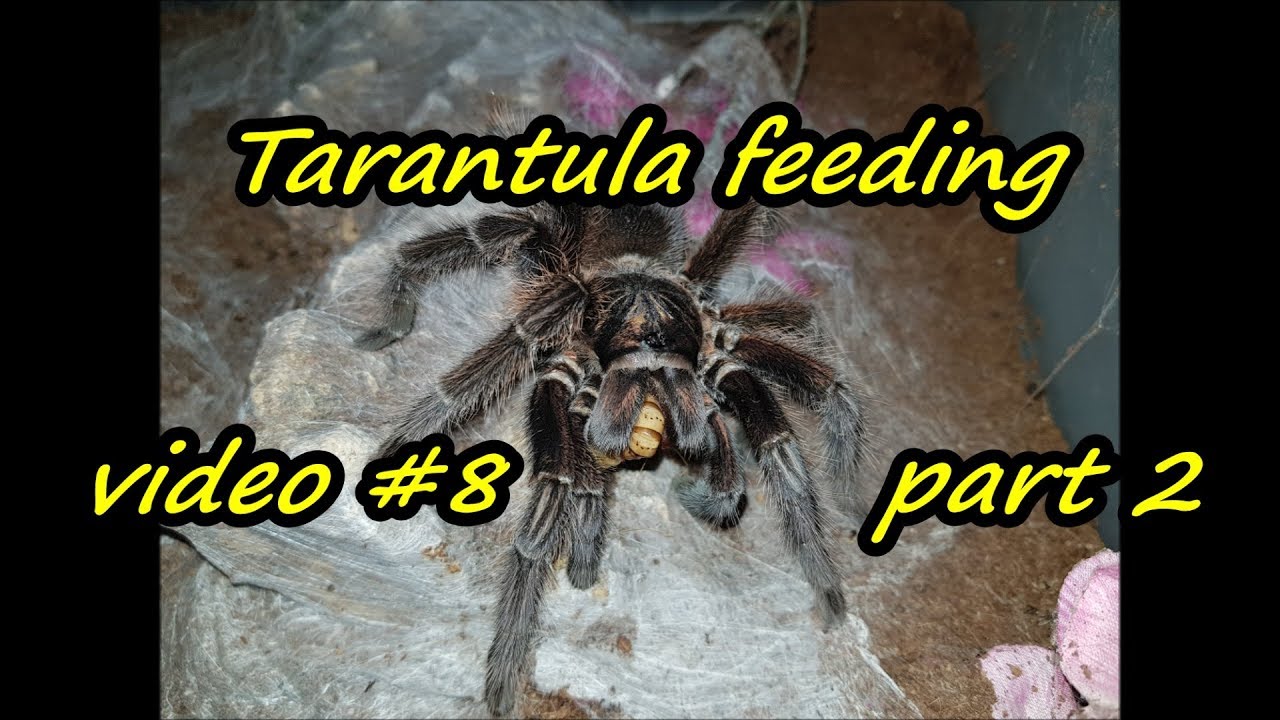 Tarantula feeding video #8 - part 2 - Lots of hungry T's - YouTube