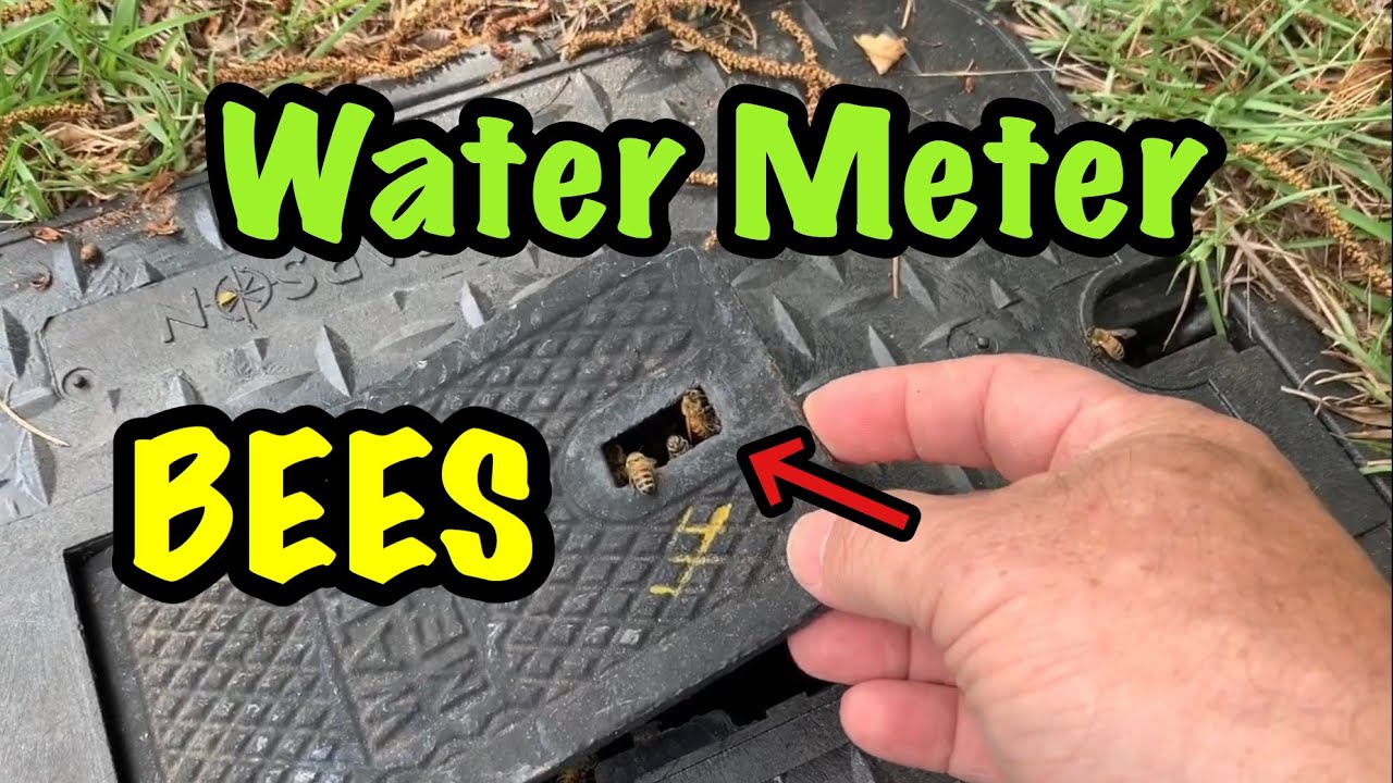 Bees in a Water Meter - Fun Removal - YouTube