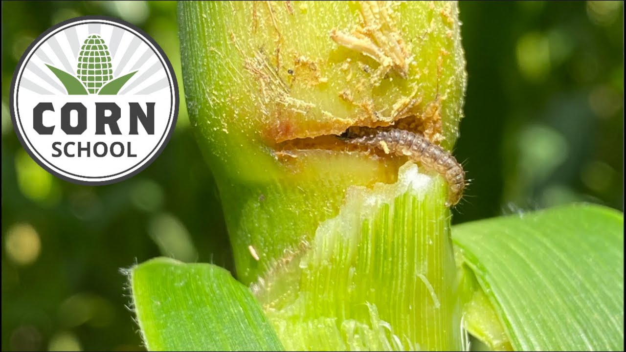 Corn School: Resistance driving European corn borer comeback - YouTube