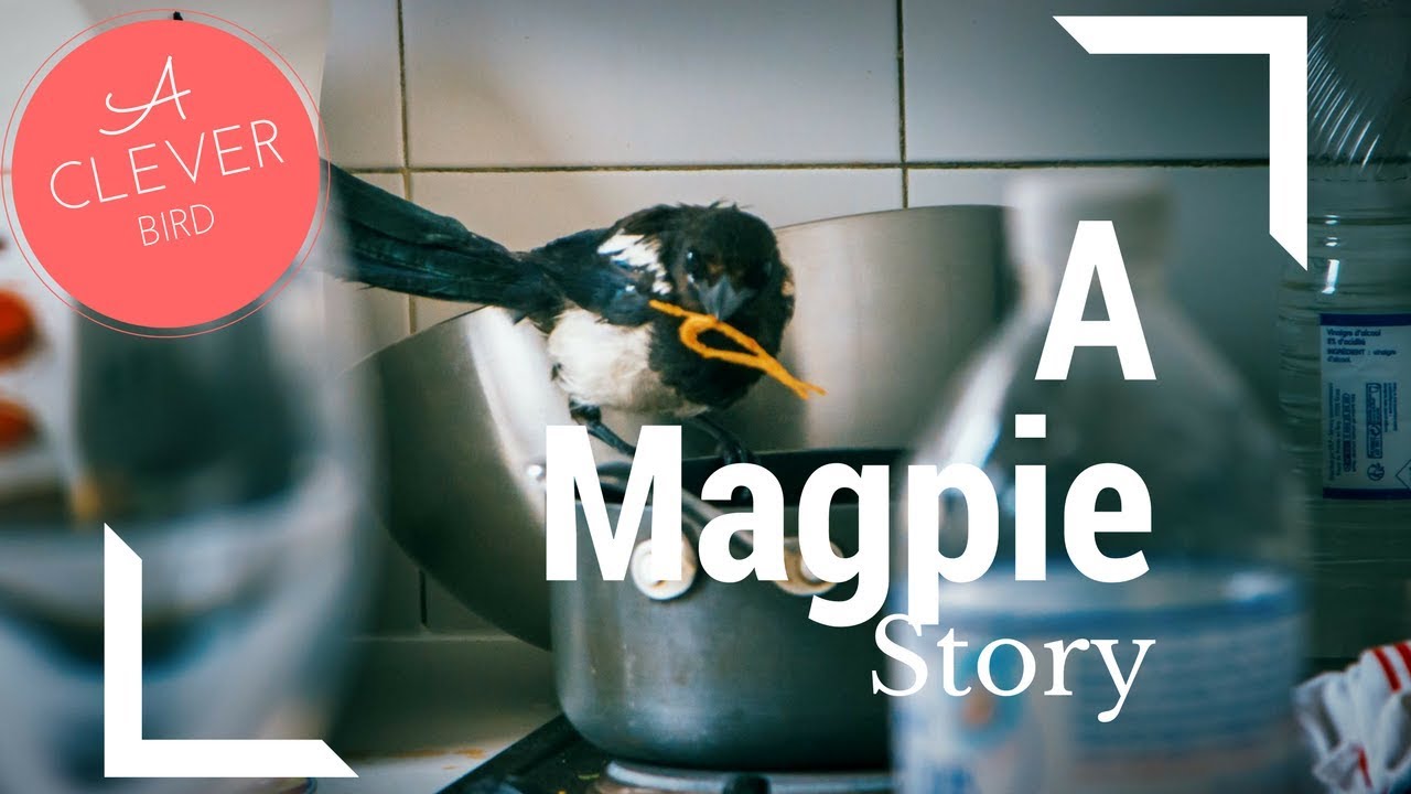 A Magpie Story - YouTube