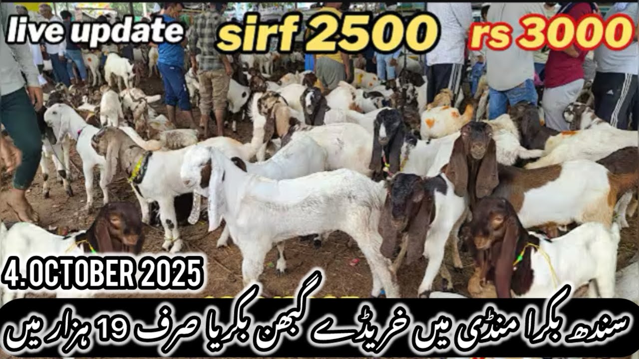 Sindh Bakra Mandi Latest Update 4 October 2025 🥰 | Bakra Mandi 2025 😱 ...