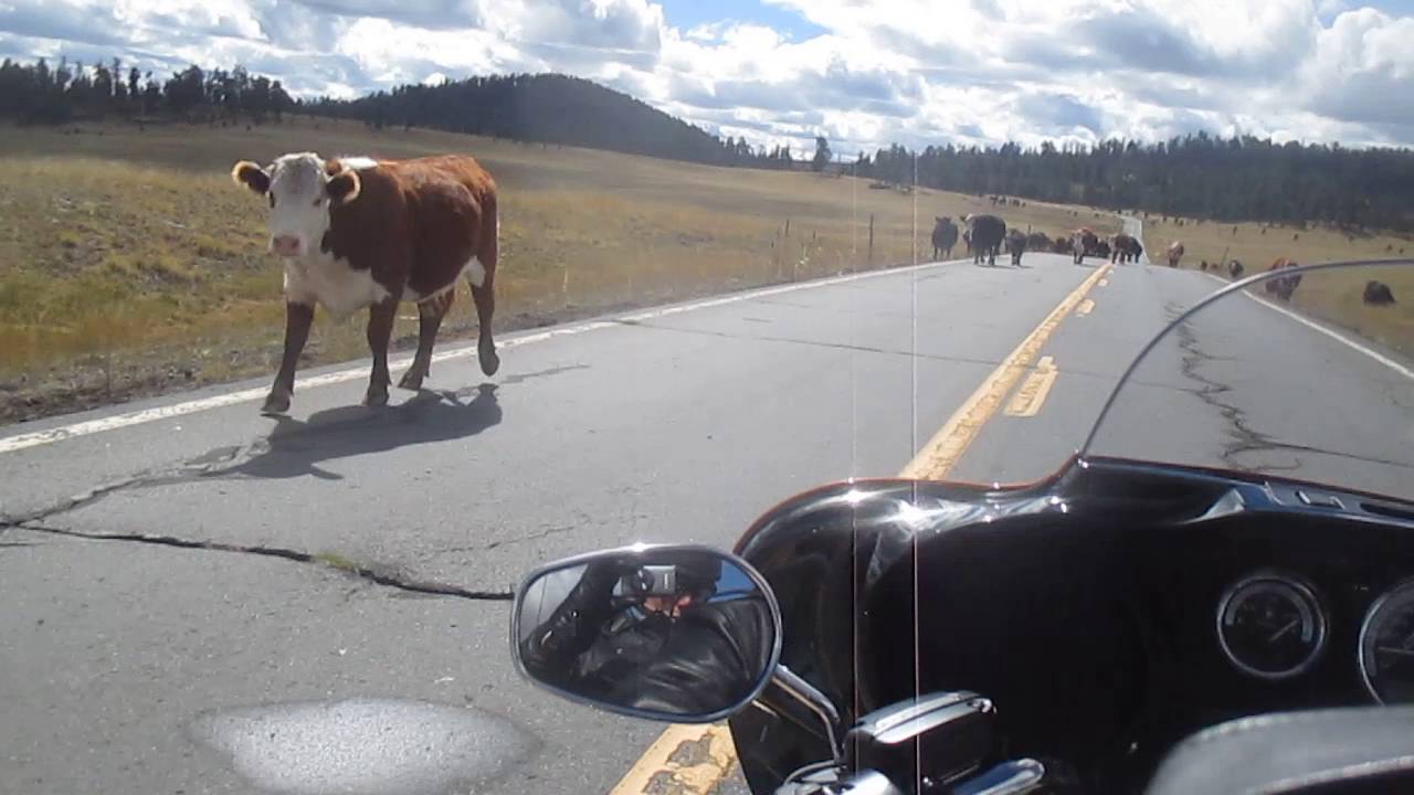 Dodging Cows on a Harley Davidson - YouTube