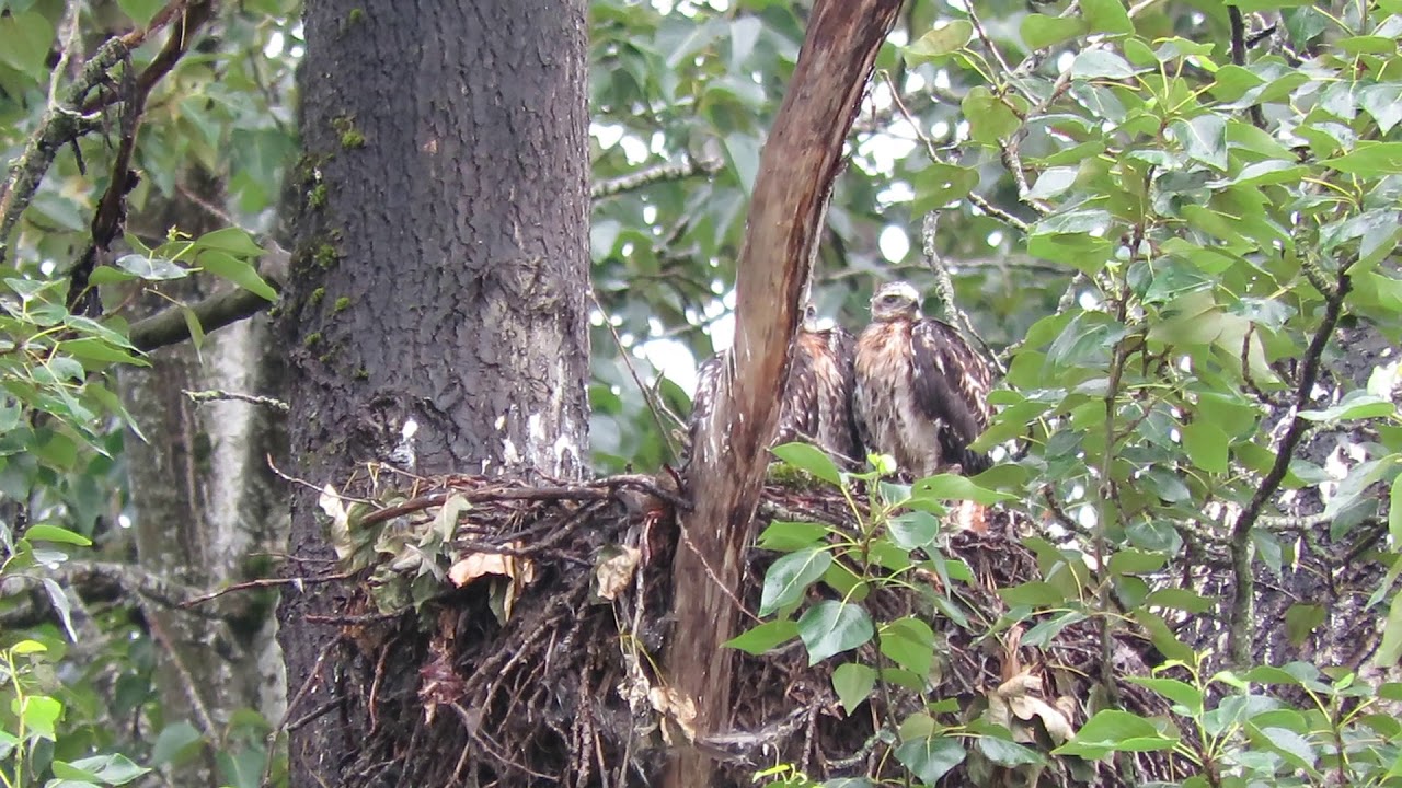 06/09/20 Red-Tail Eyases at 350 S 38th Ct Renton Wa 1996-133 - YouTube