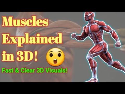 Human Muscular System Explained in 3D! | Anatomy & Function | Must ...