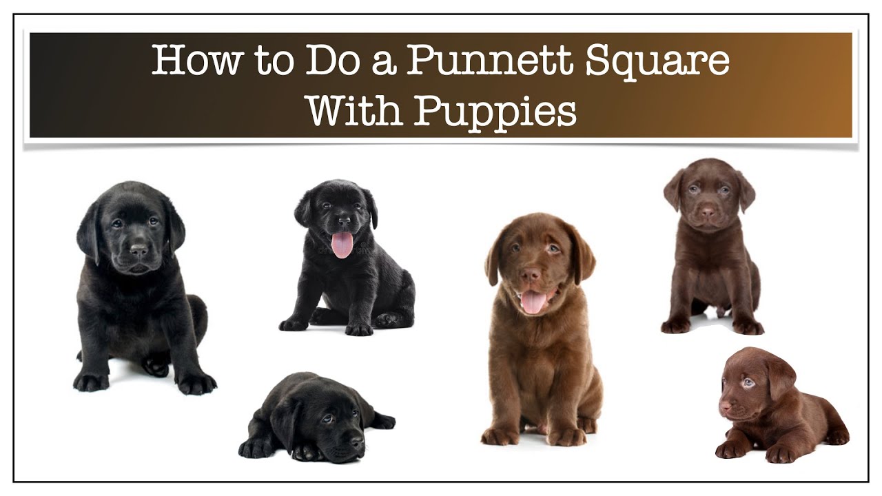 How to do a Punnett square with puppies - YouTube