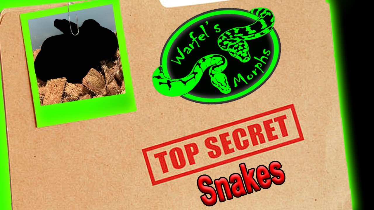 Top Secret Ball Pythons & Morelia - YouTube