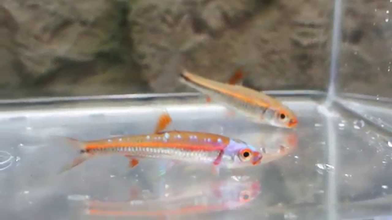 The rainbow shiner (Notropis chrosomus) - YouTube