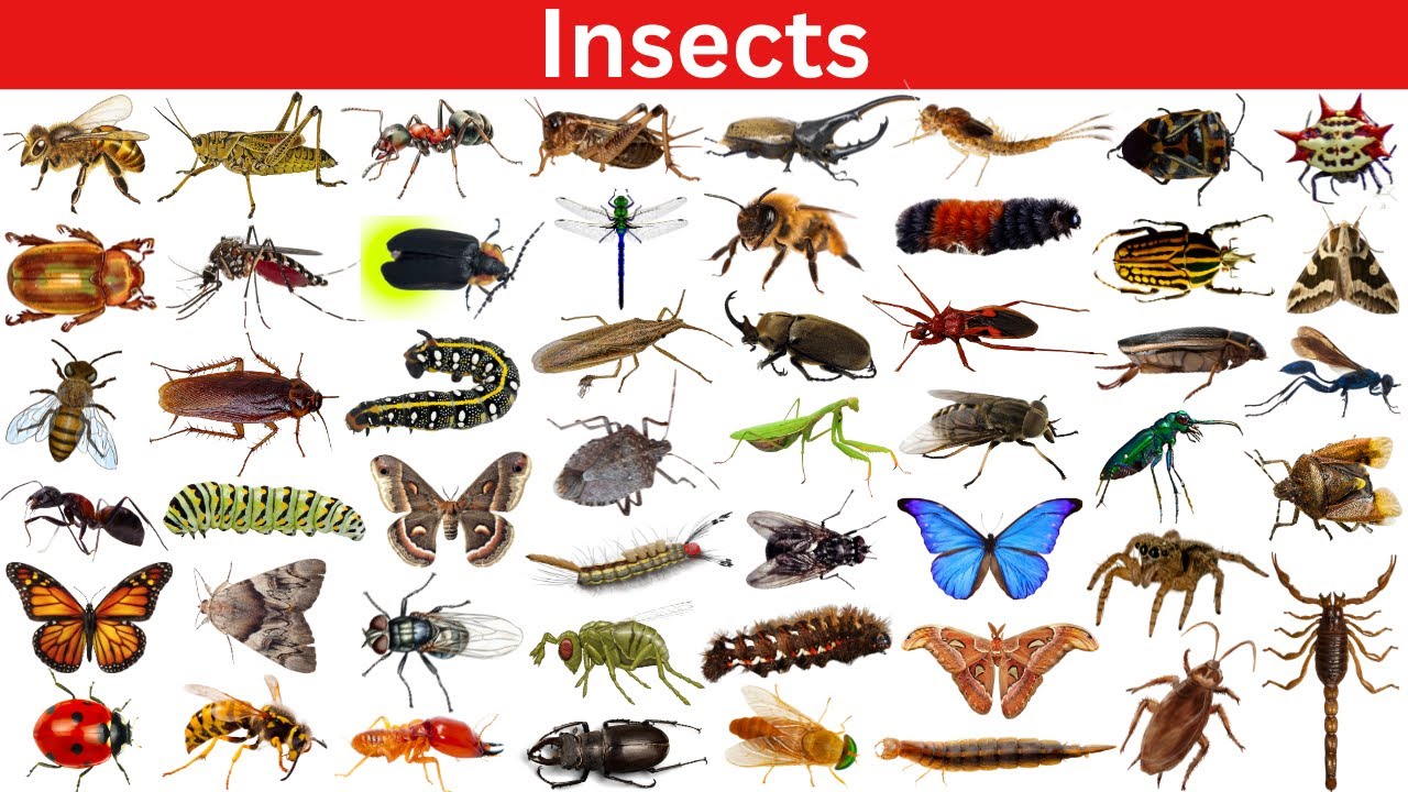 50 Incredible Insects That Will Blow Your Mind! - YouTube
