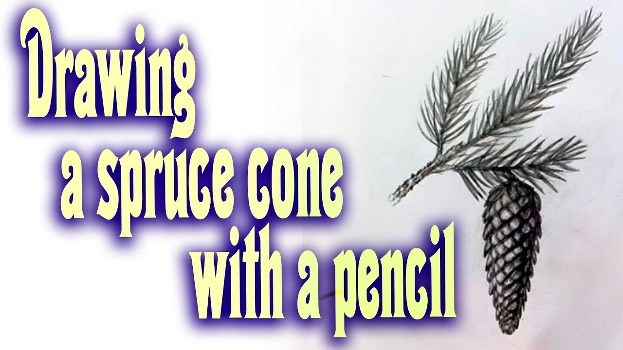 Drawing a spruce cone on a branch with a pencil, step by step drawing ...
