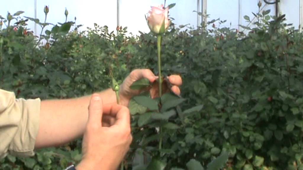 Wade Mann Roses 2 Go Florist and A Dozen Roses crop management of ...