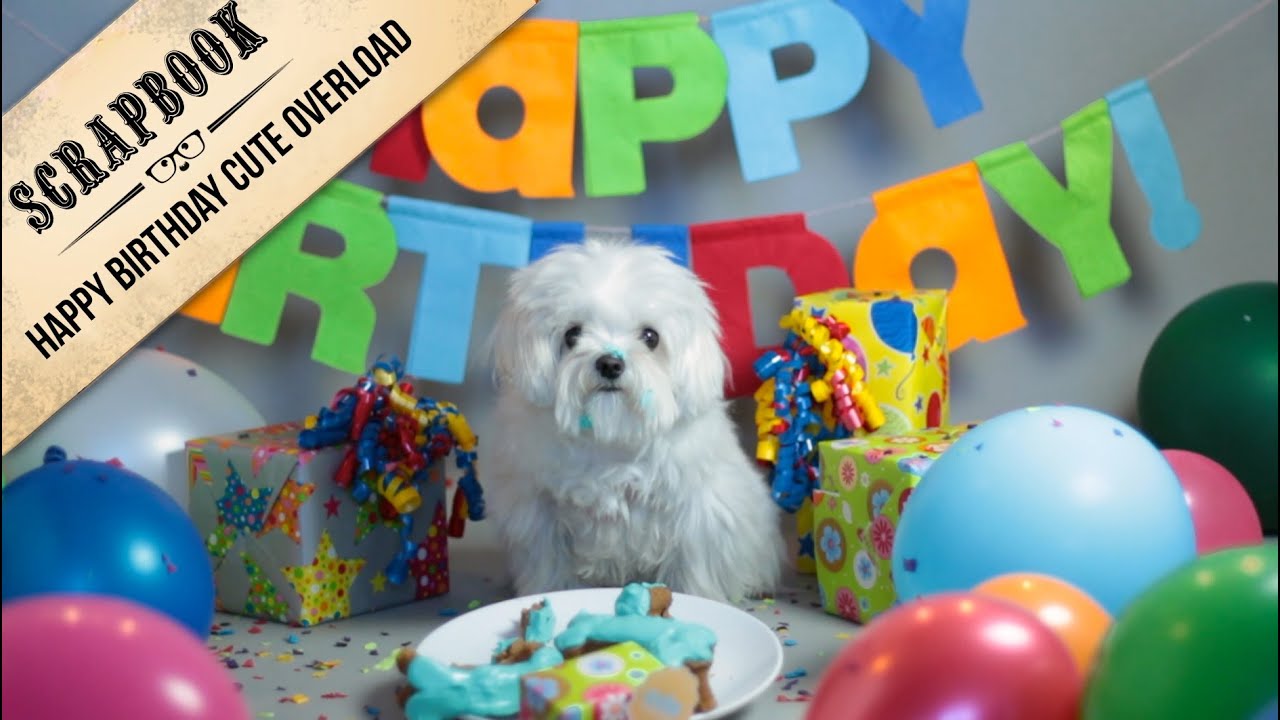 Happy Birthday Cute Overload! - YouTube