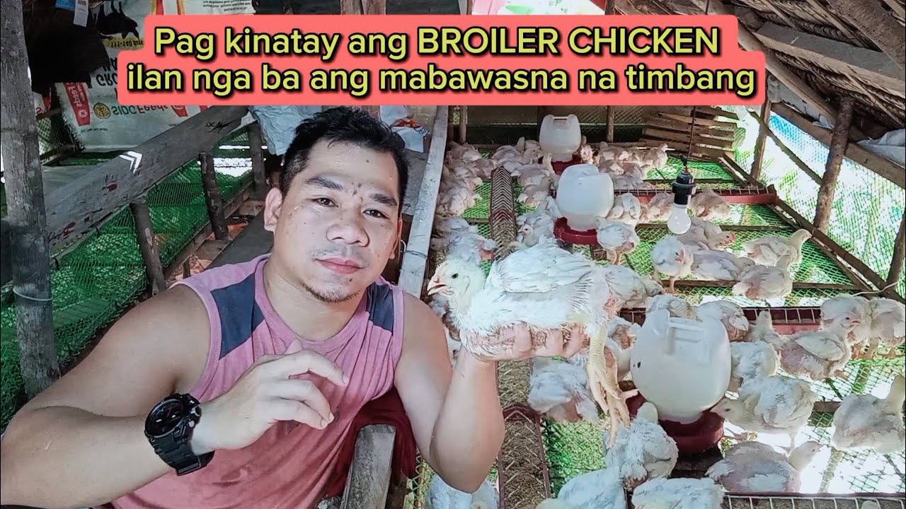Pag kinatay ang BROILER CHICKEN ilan Ngaba ang mabawas na TIMBANG ...