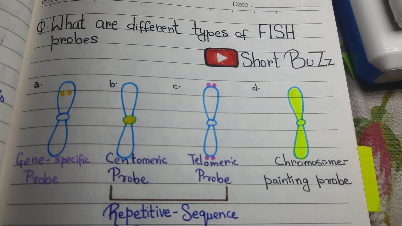 FISH Probe types and its uses - YouTube