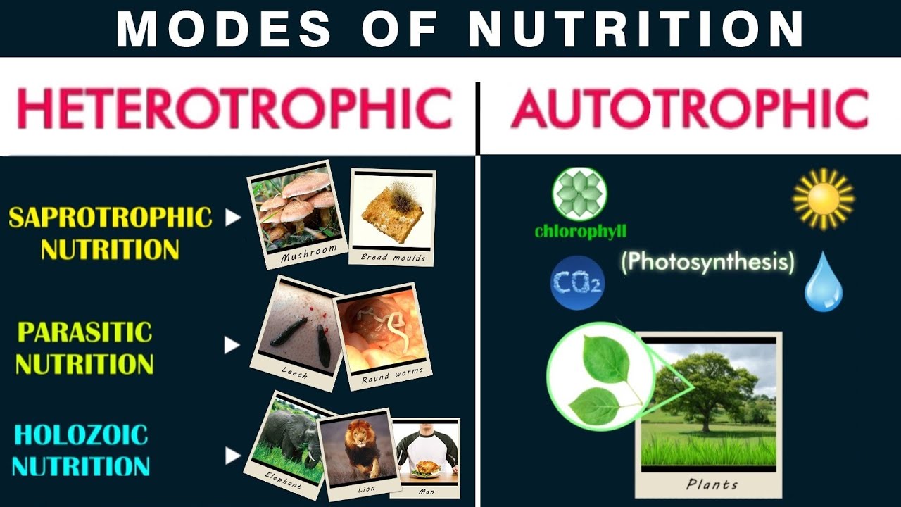 Nutrition |Modes of Nutrition | Class 10. @biologyworld1002 # ...