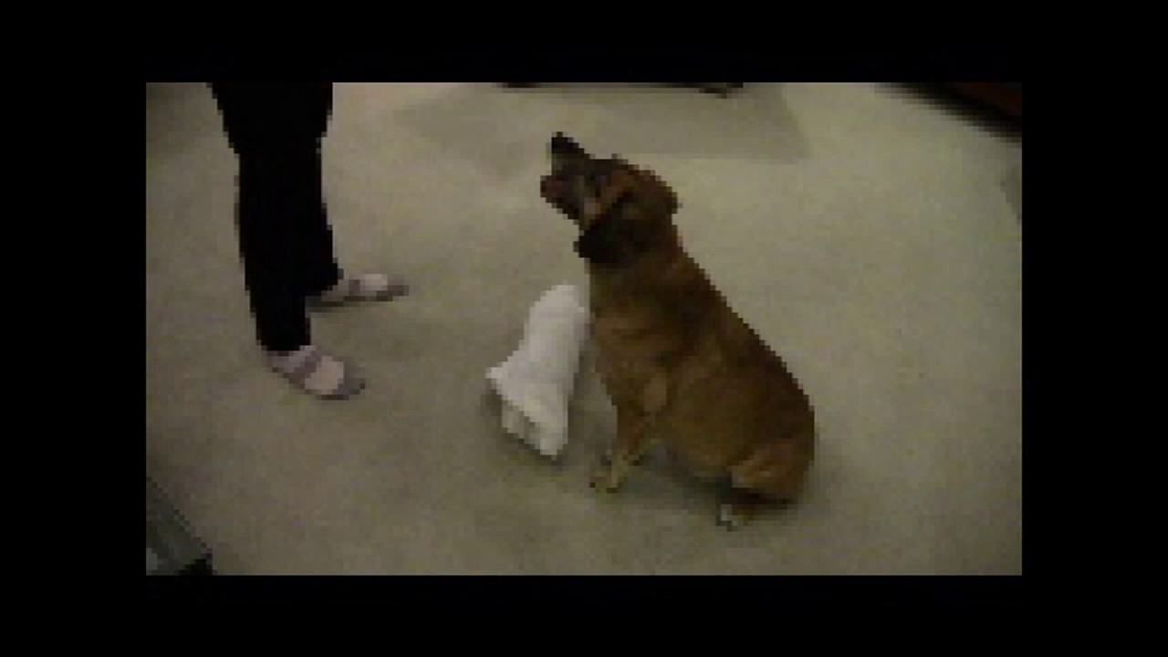 A fun lesson: dog training with shaping - YouTube
