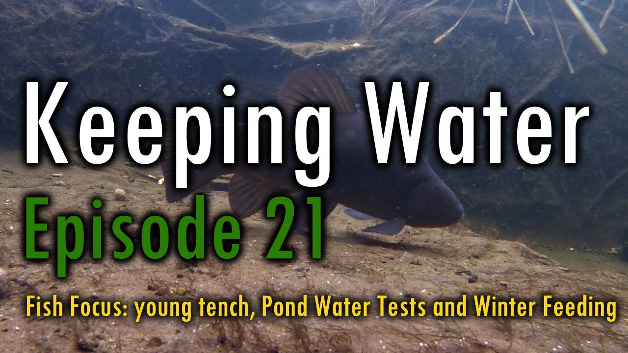Episode 21: Fish Focus Young Tench, Pond Water Tests and Winter Feeding ...
