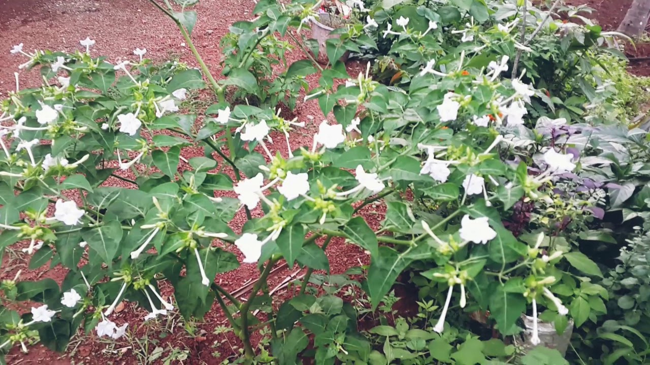Asarmulla flower awesome look #flower#20trending#kerala flower - YouTube