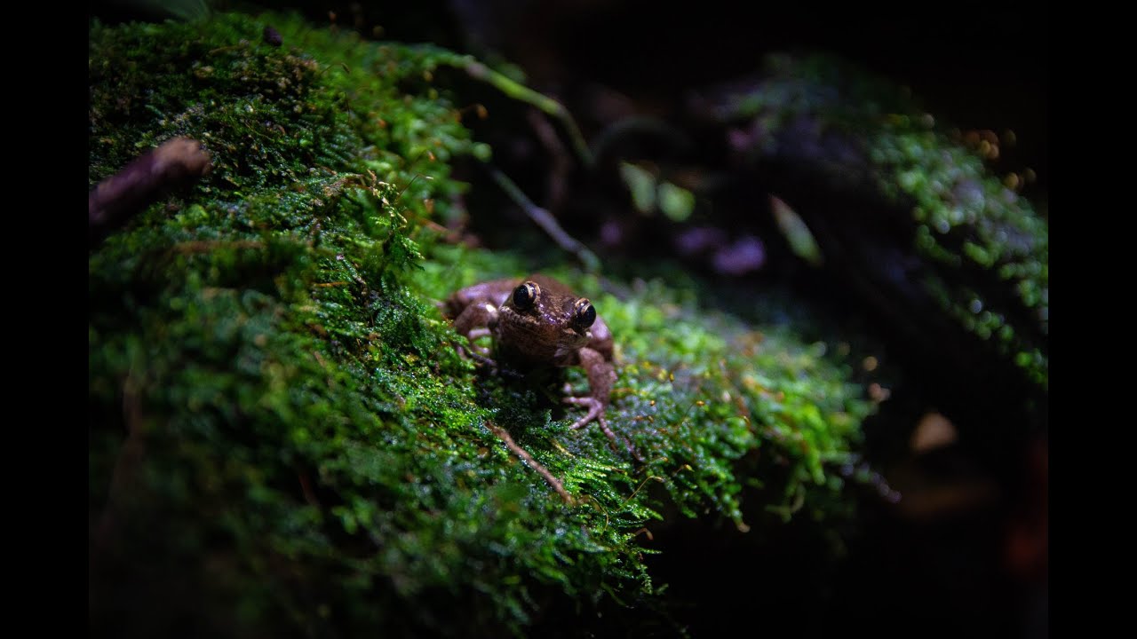 SOUND OF TOADS SINGING | 8 HOUR OF ANIMAL SOUND - YouTube