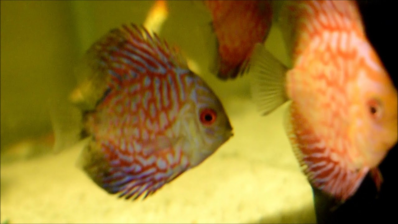 My red dragon discus from somethingsphishy - YouTube