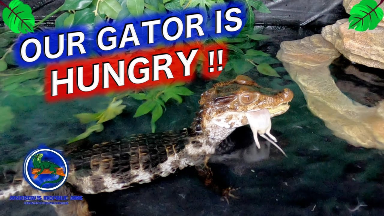 Feeding Our Pet Dwarf Caiman! - YouTube