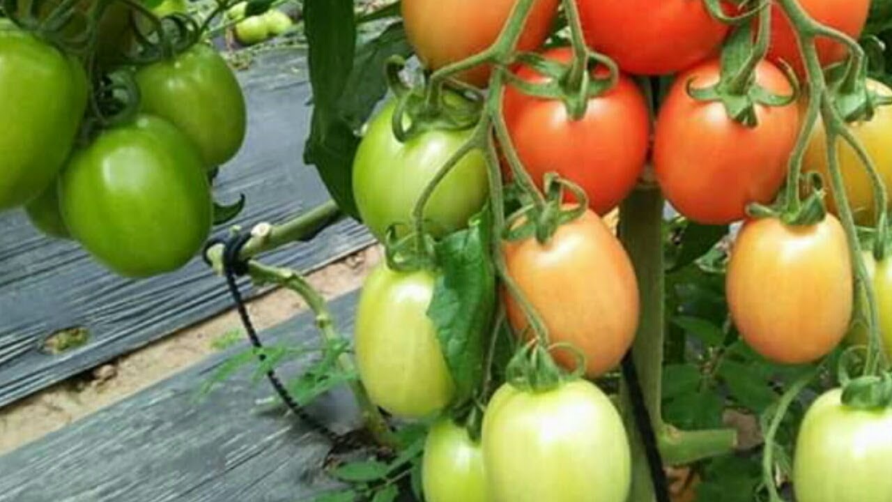 How to growing tomato at home/Tamater ki kasht /Tomato farming in ...