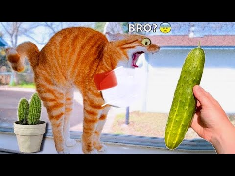 Best Funny Animal Video | Animals Doing Funny Stuff | Funny Dogs And ...