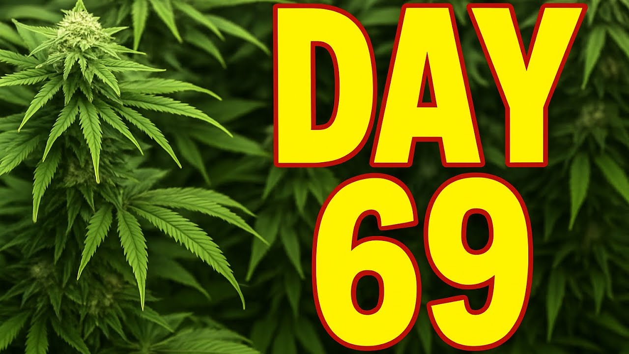 GreenCrack Autoflower Grow Update & New Grow Room reveal! + Spider ...